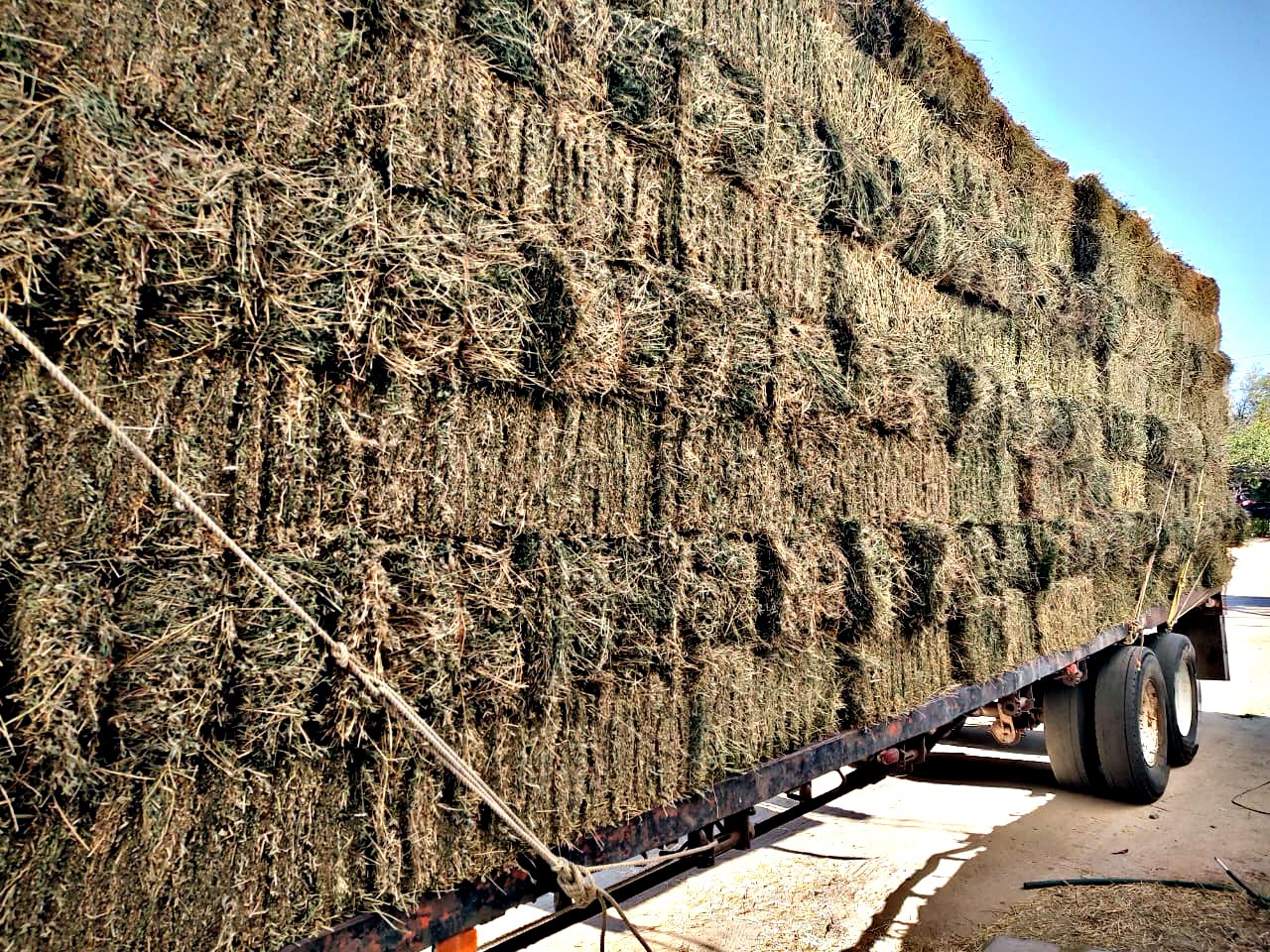 ENTREGA GOBIERNO ESTATAL MAS DE 8 MIL PACAS DE ALFALFA A GANADEROS DE ...