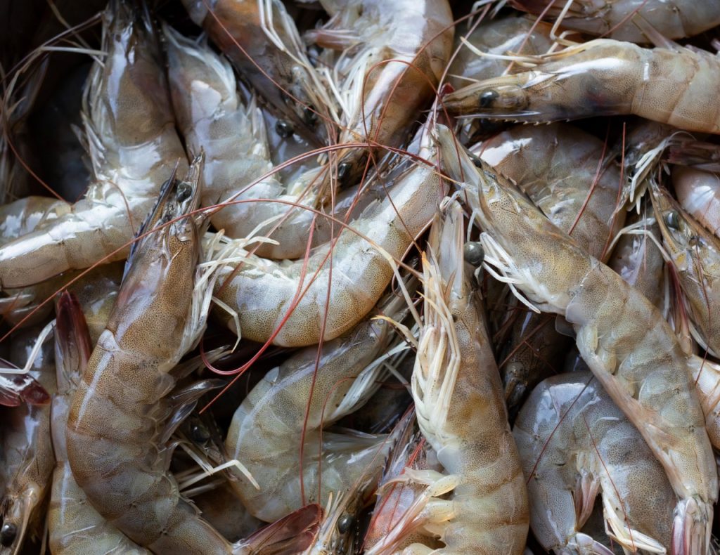 APERTURAN TEMPORADA DE CAMARÓN EN EL COMPLEJO BAHÍA MAGDALENA-BAHÍA ...