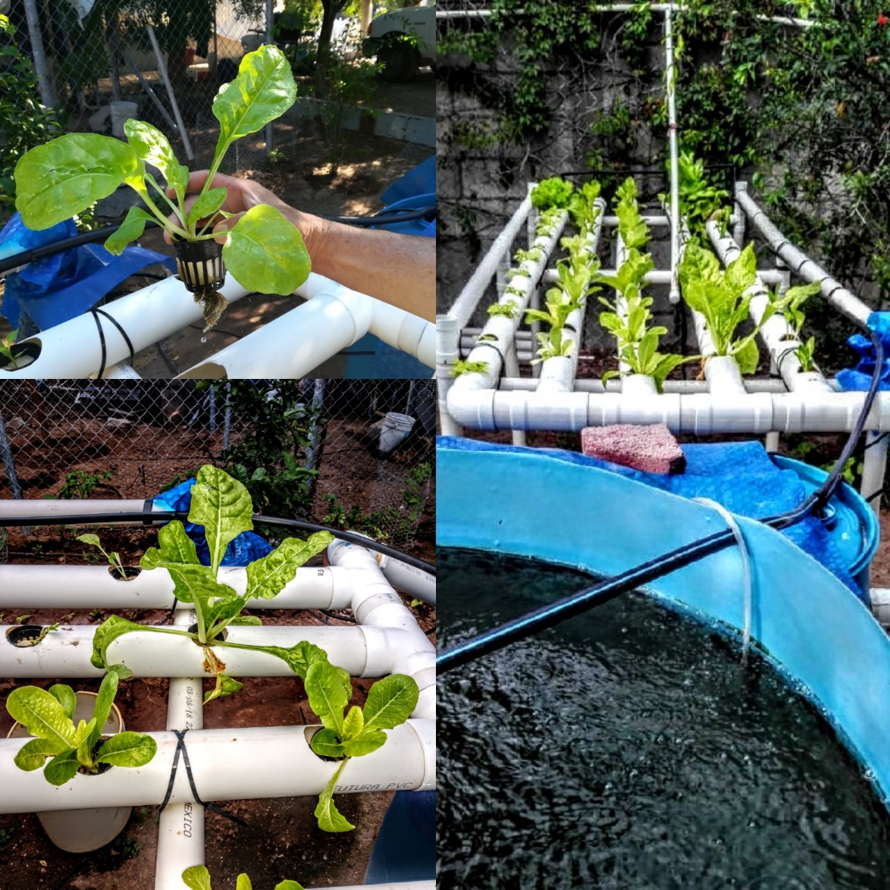 ACUAPONIA ALTERNATIVA SUSTENTABLE PARA LA PRODUCCIÓN DE PECES Y PLANTAS ...