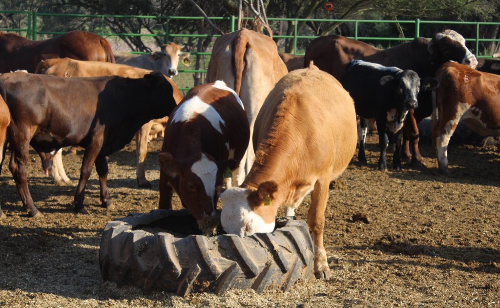 MANTIENEN ACCIONES PERMANENTES EN CAMPAÑA CONTRA LA GARRAPATA BOOPHILUS ...