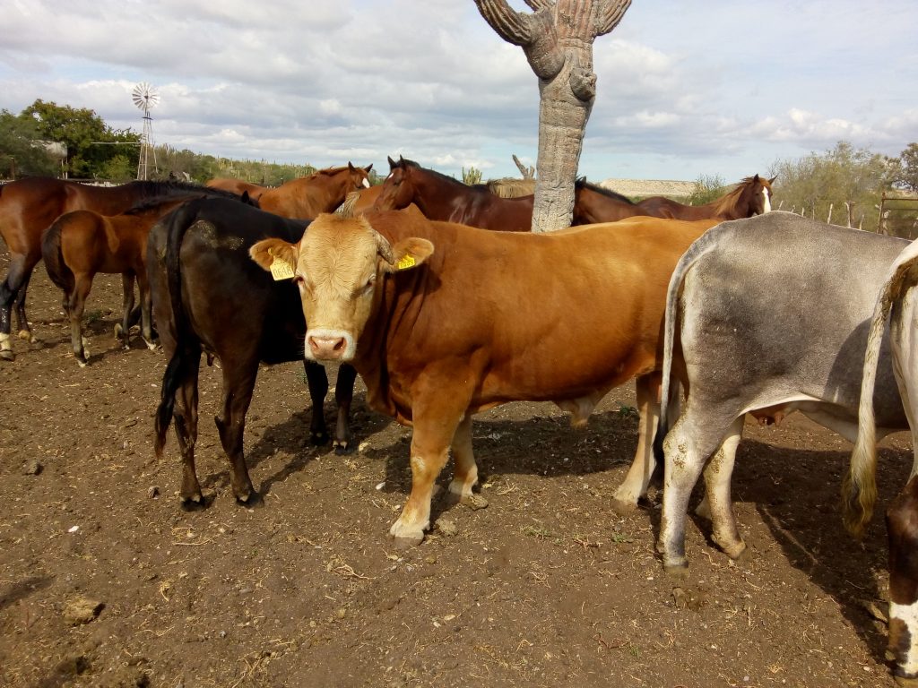 CONFIRMA SEPADA PRESENCIA DE RABIA EN GANADO EN LA ZONA SUR DE LA ENTIDAD – SECRETARÍA DE PESCA ...