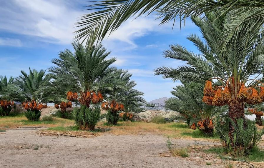 ORGANIZAN 1ER. FESTIVAL DEL DÁTIL EN EL MUNICIPIO DE MULEGÉ ...